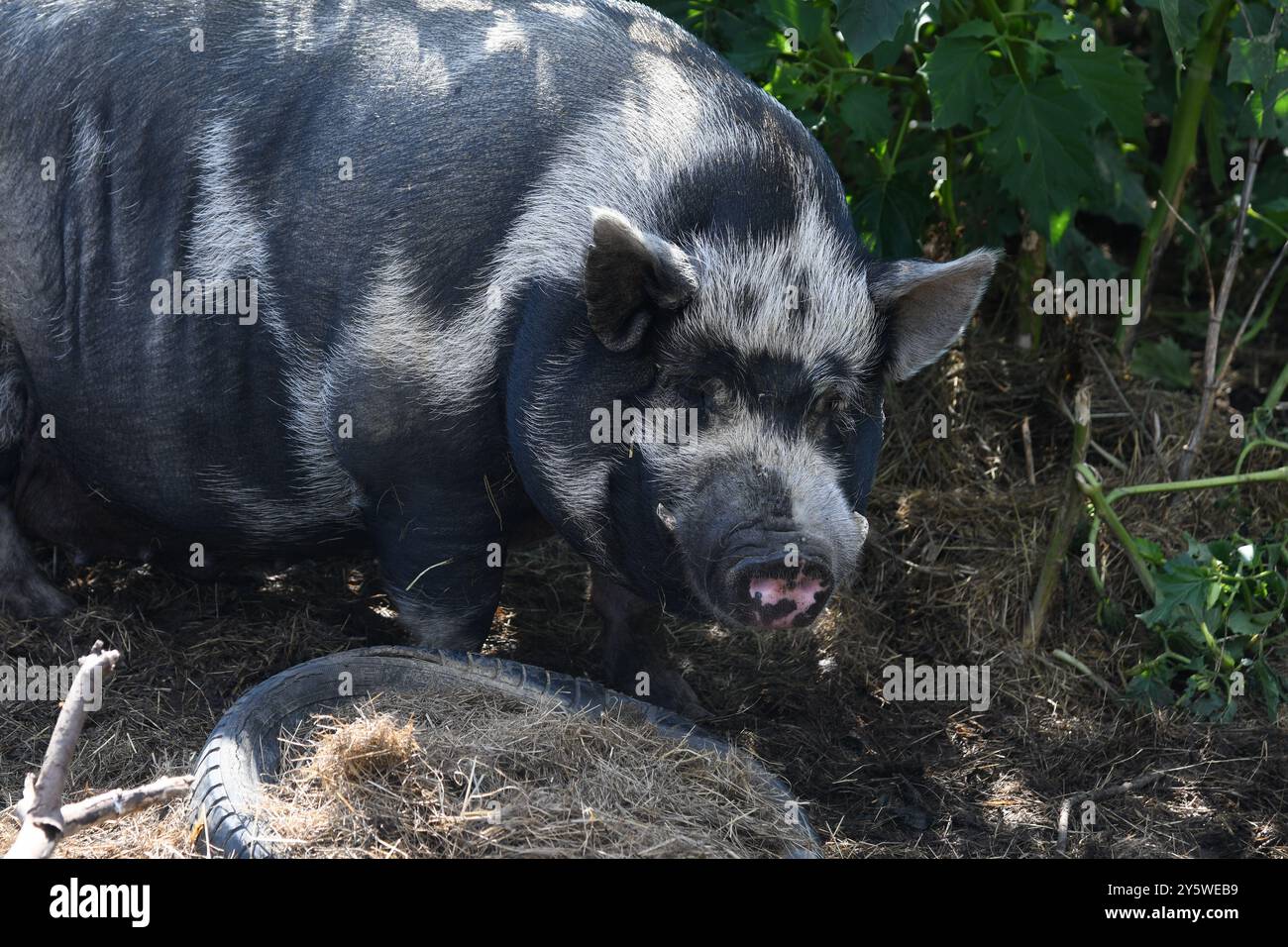 Pigs in the mud Stock Photo - Alamy