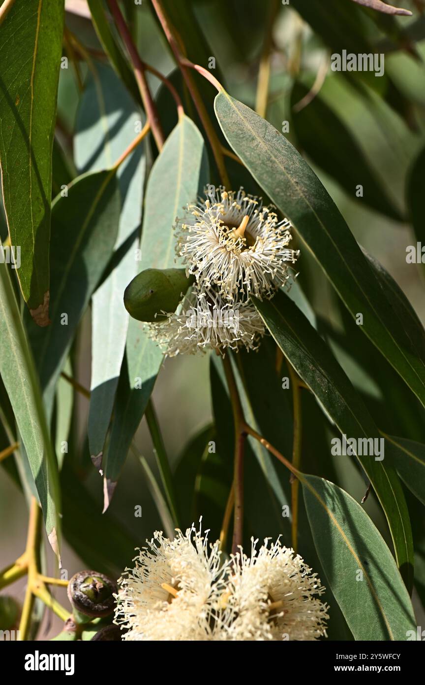 Eucalyptus blossom hi-res stock photography and images - Alamy