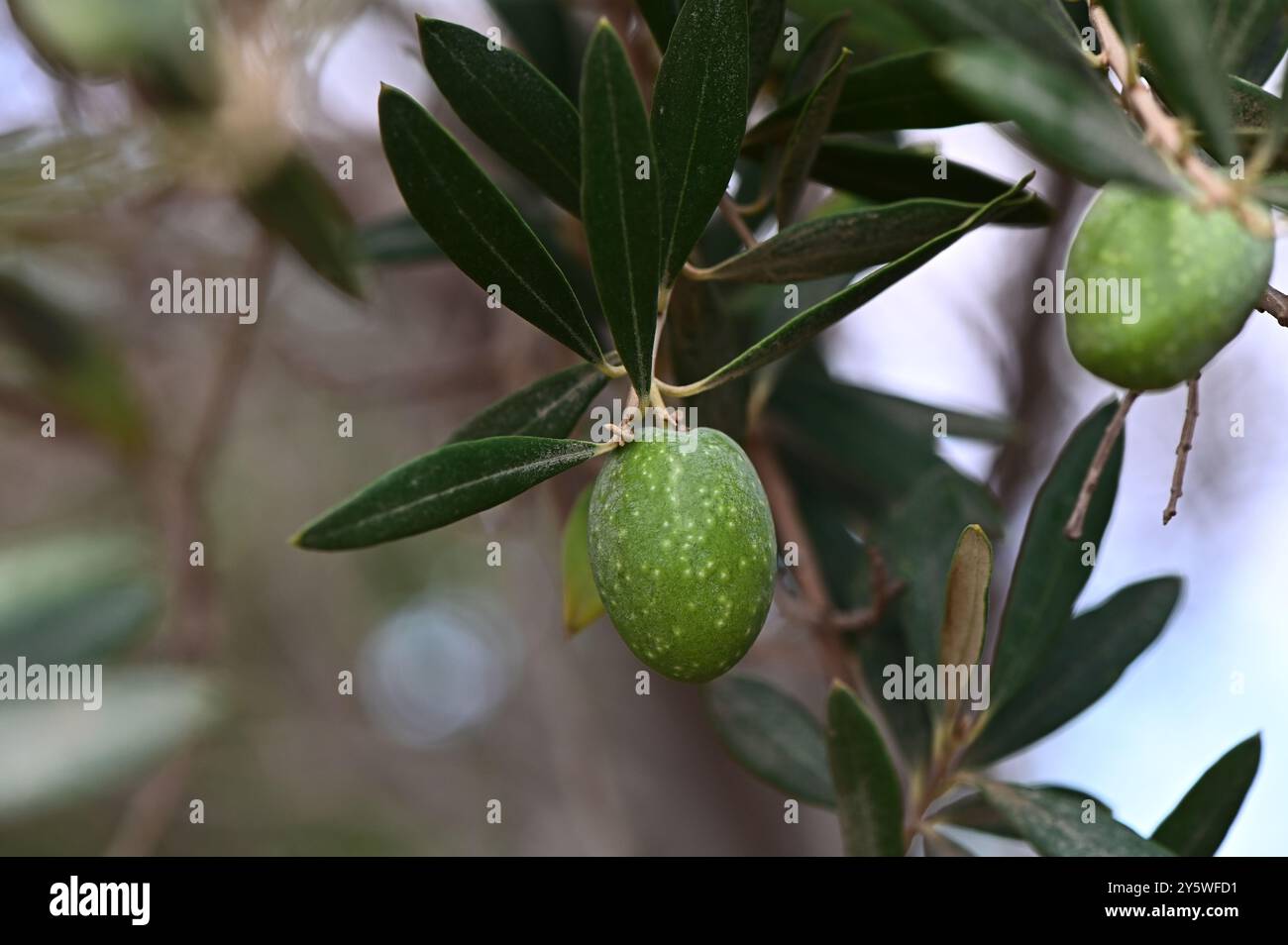 Olive branch glowing in hi-res stock photography and images - Alamy