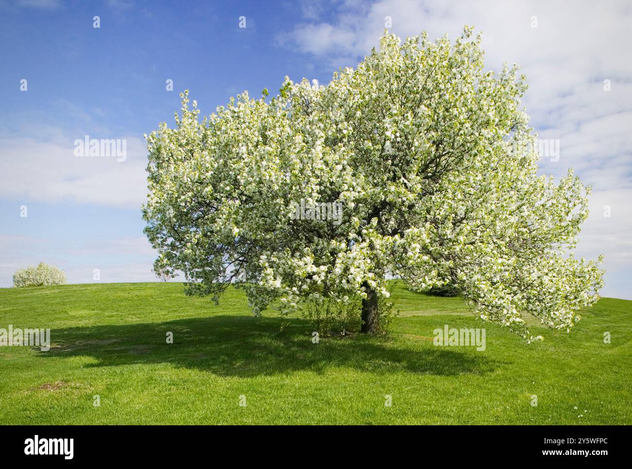 An apple tree in full bloom marks the height of Spring near West Beach ...