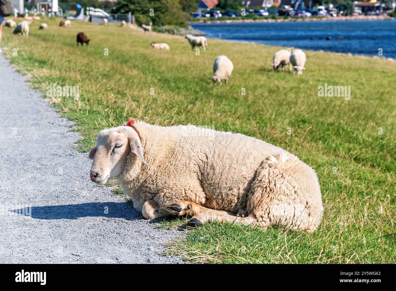 Sheep on a dike on the german baltic sea island Fehmarn Stock Photo - Alamy
