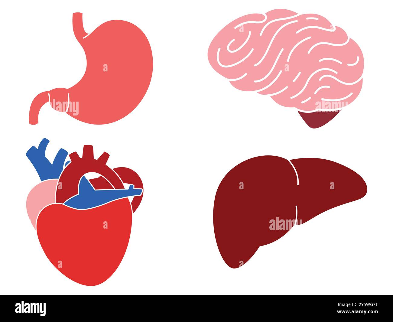Human brain anatomical model Stock Vector Images - Alamy