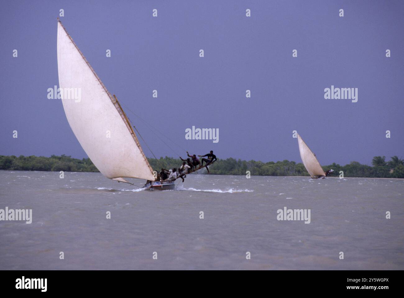 Lateen sailed dhows race in the Indian Ocean, Lamu, Kenya, Africa Stock ...