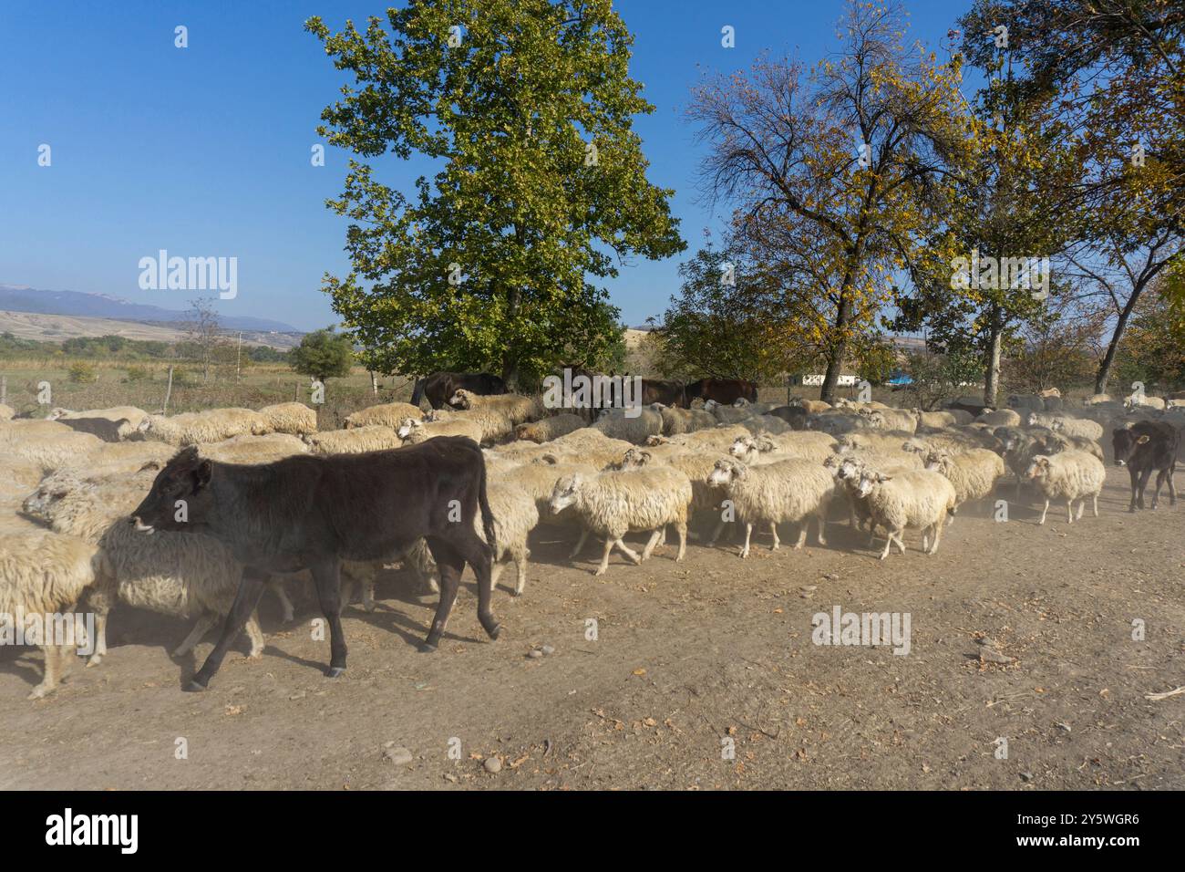 A flock of sheep and cow on a dirt road blocked the roadway and raised ...