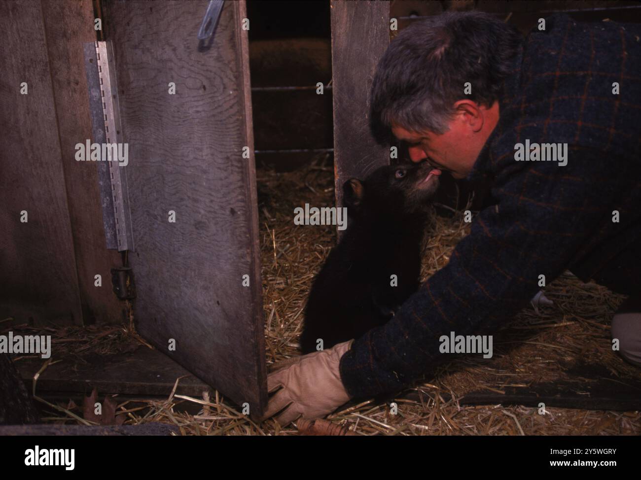 Raising black bears in New Hampshire Stock Photo - Alamy