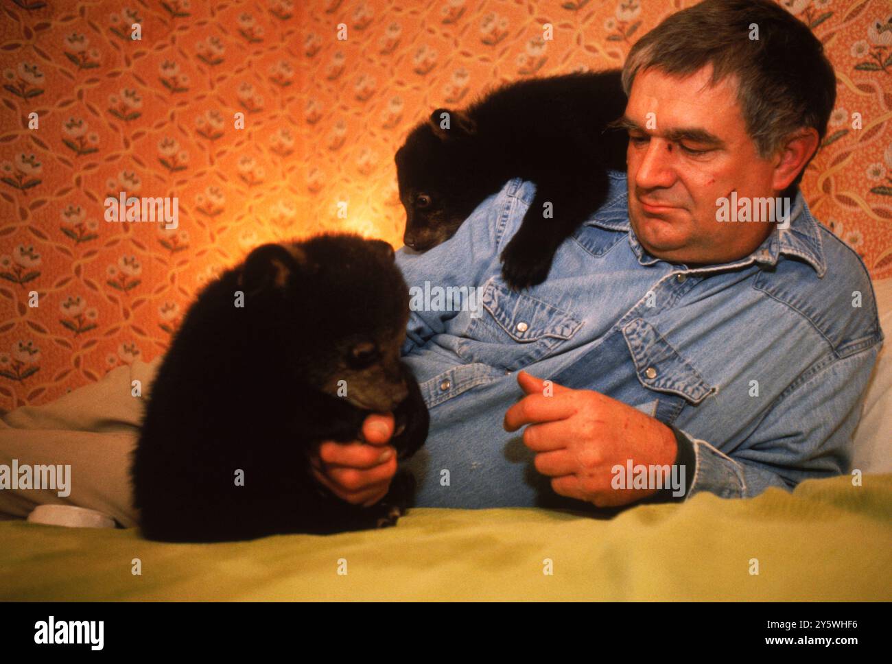 Raising black bears in New Hampshire Stock Photo - Alamy