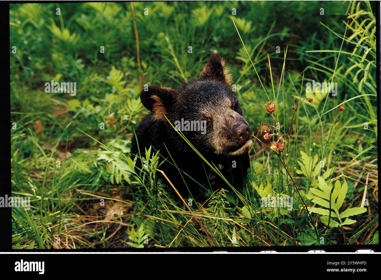 Raising black bears in New Hampshire Stock Photo - Alamy