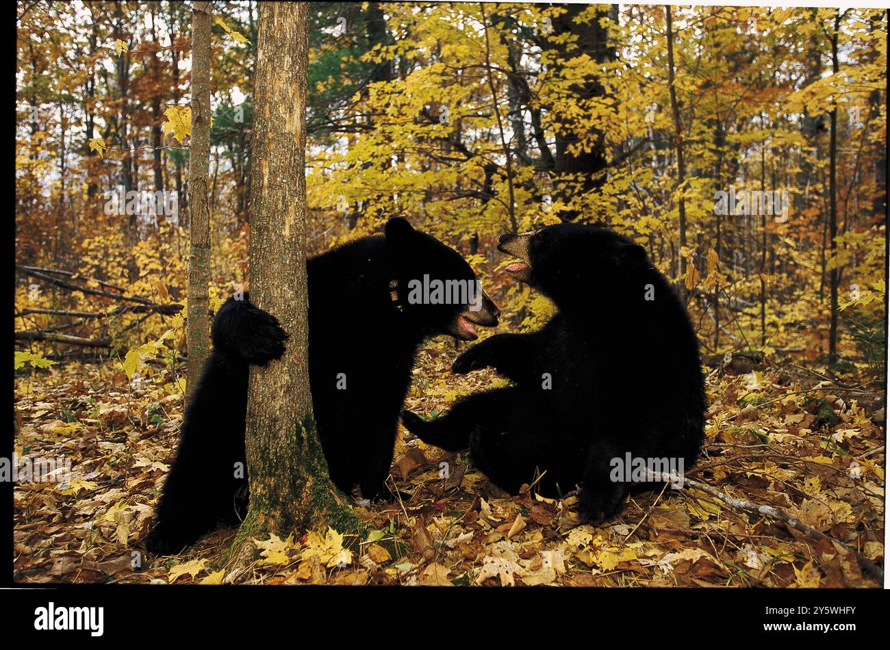 Raising black bears in New Hampshire Stock Photo - Alamy