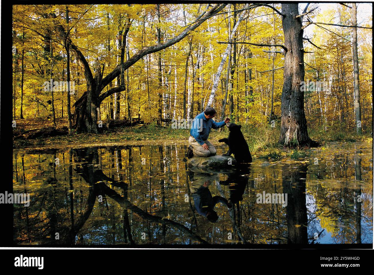 Raising black bears in New Hampshire Stock Photo - Alamy