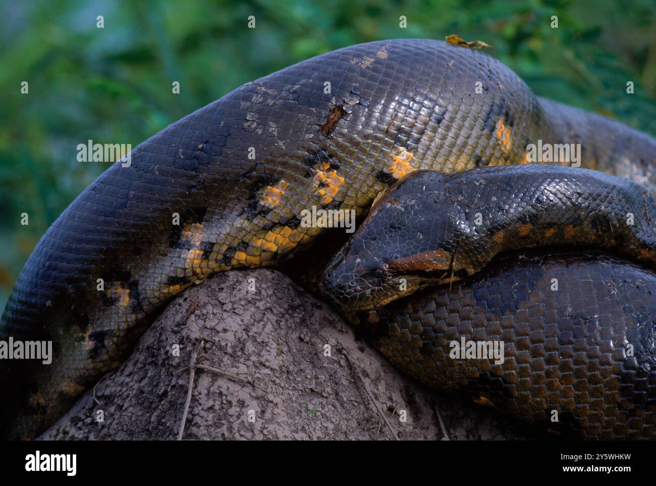 Anacondas hi-res stock photography and images - Alamy