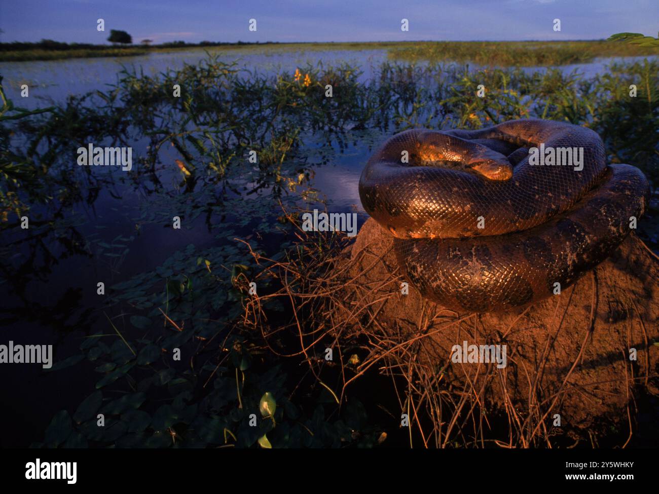 A female anaconda basks on a rock amidst water and grass, Venezuela ...
