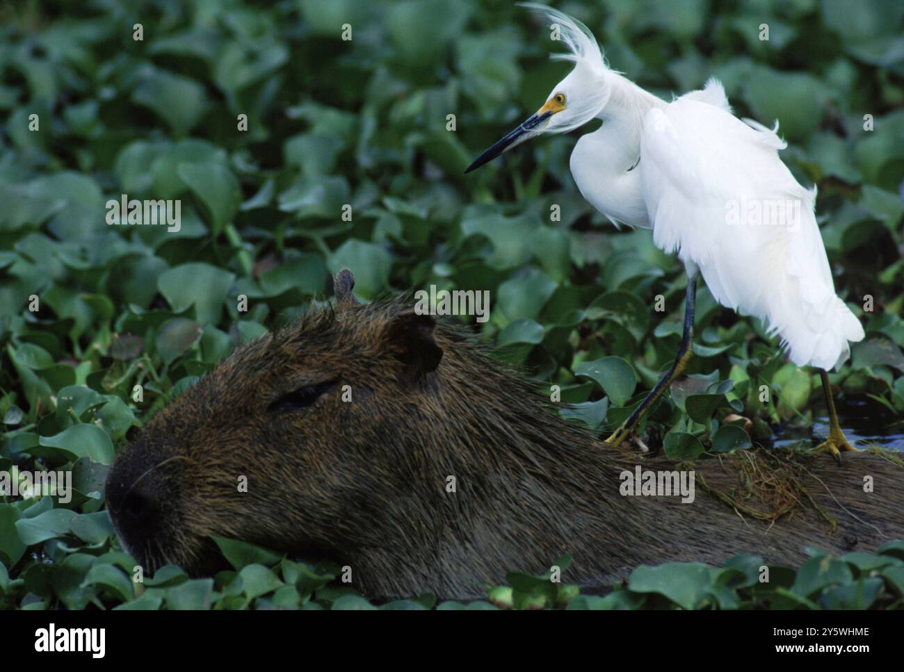 Capybara with bird on back in the Orinoco River, Venezuela, South ...