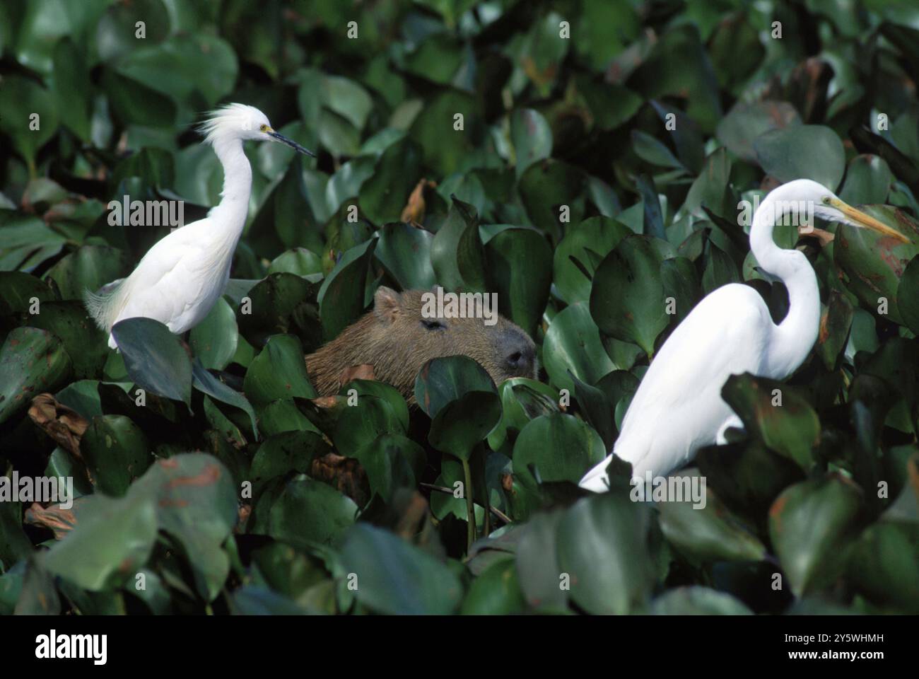 Orinoco River, crane, Venezuela, South America Stock Photo - Alamy