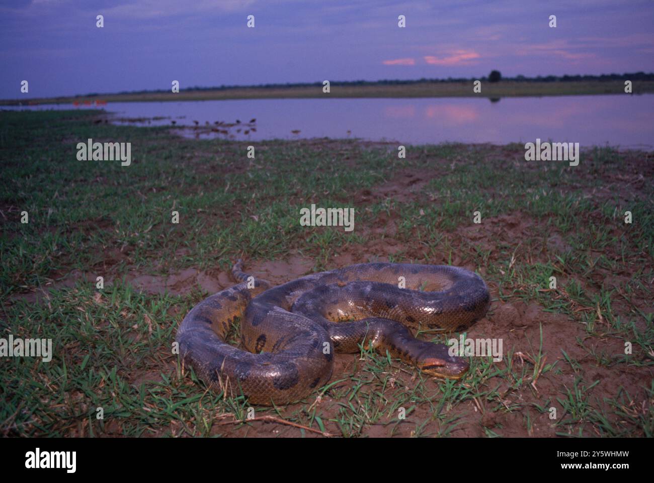 Snakes of venezuela hi-res stock photography and images - Alamy