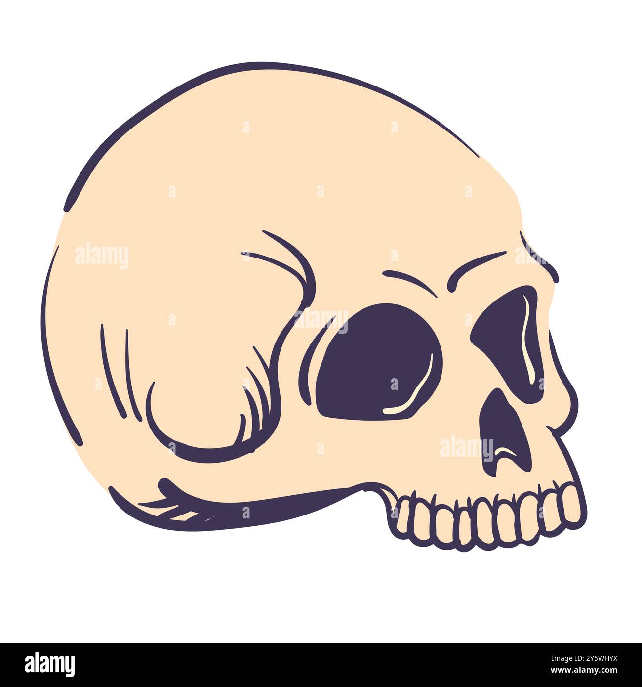 Human skull illustration. Vector stylized cranium isolated on white ...