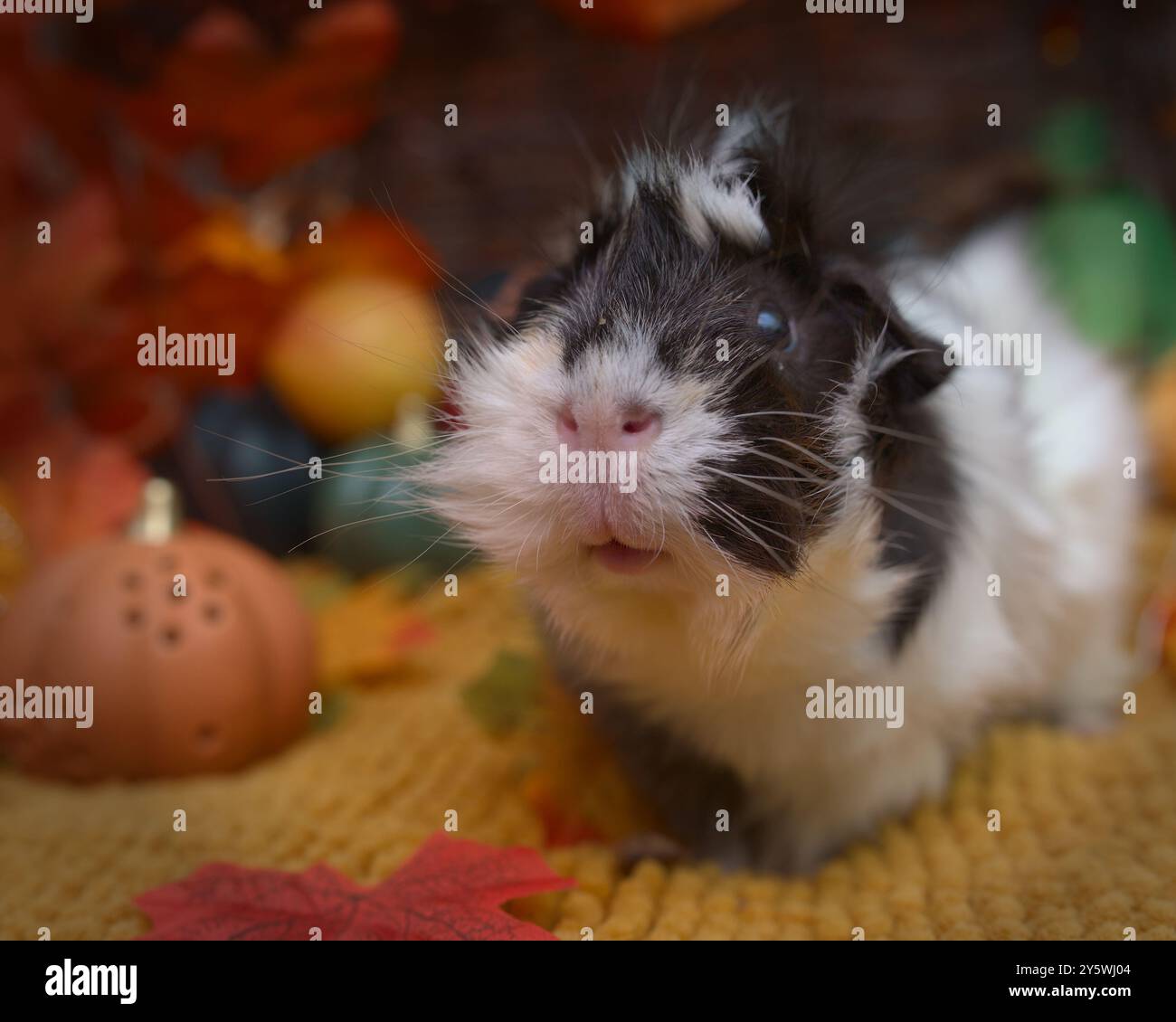 Guinea Pigs at Autumn,Photo set featuring cute lovable guinea pigs ...