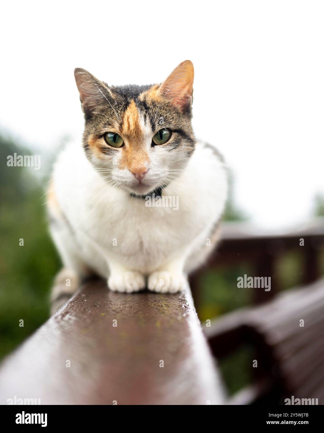 Curious Calico Cat Gazing at the Camera Stock Photo - Alamy