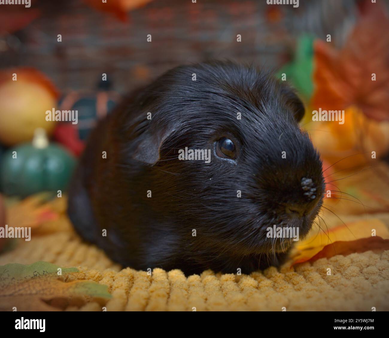 Guinea Pigs at Autumn,Photo set featuring cute lovable guinea pigs ...