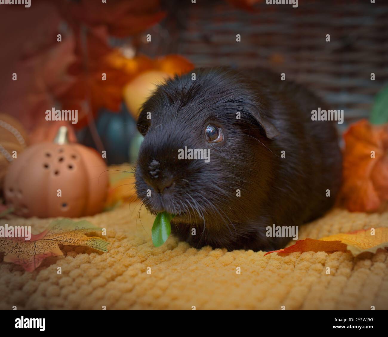 Guinea Pigs at Autumn,Photo set featuring cute lovable guinea pigs ...