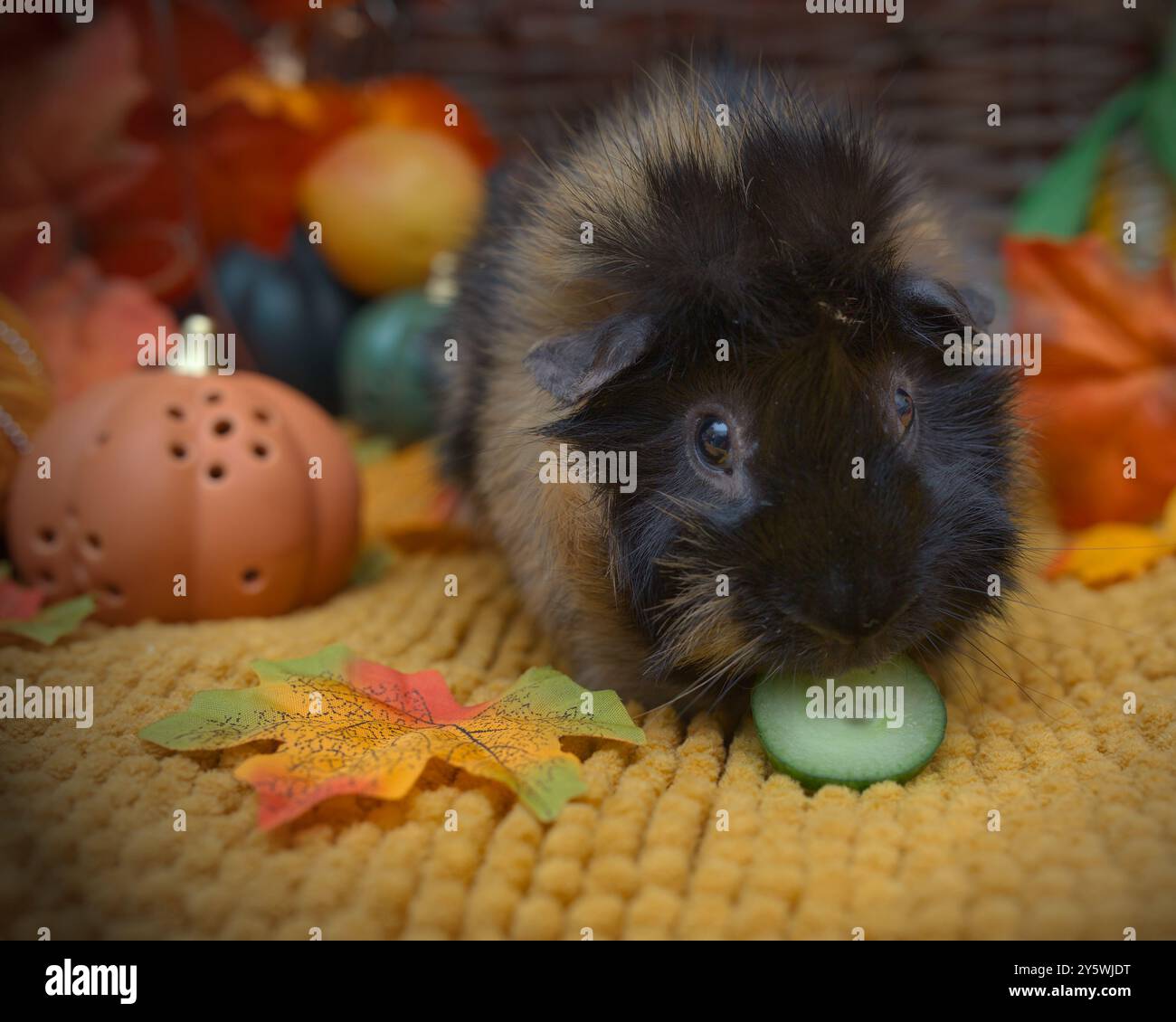 Guinea Pigs at Autumn,Photo set featuring cute lovable guinea pigs ...