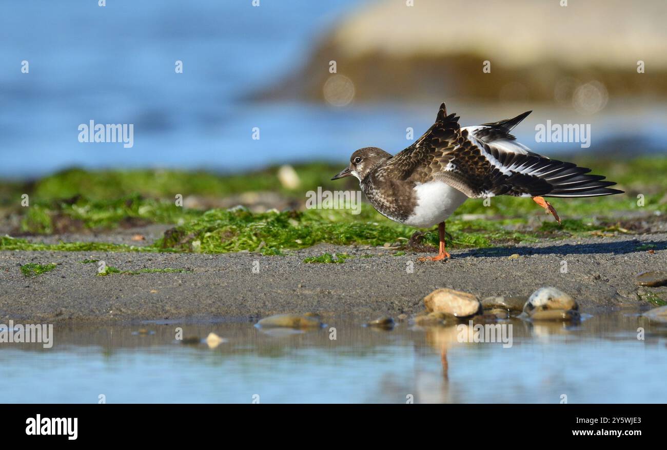 Single leg stance hi-res stock photography and images - Alamy