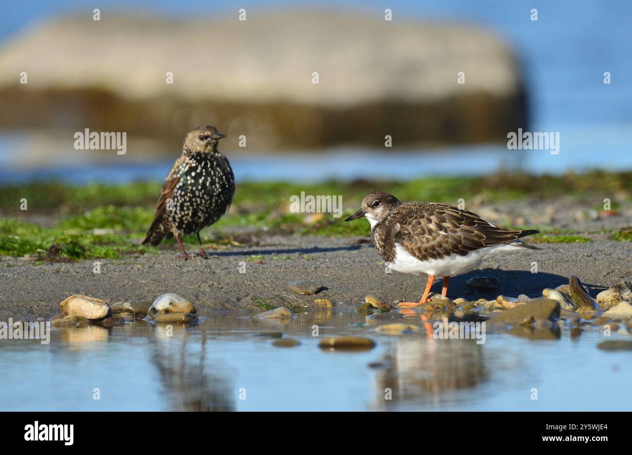 Turnstone with starling Stock Photo - Alamy