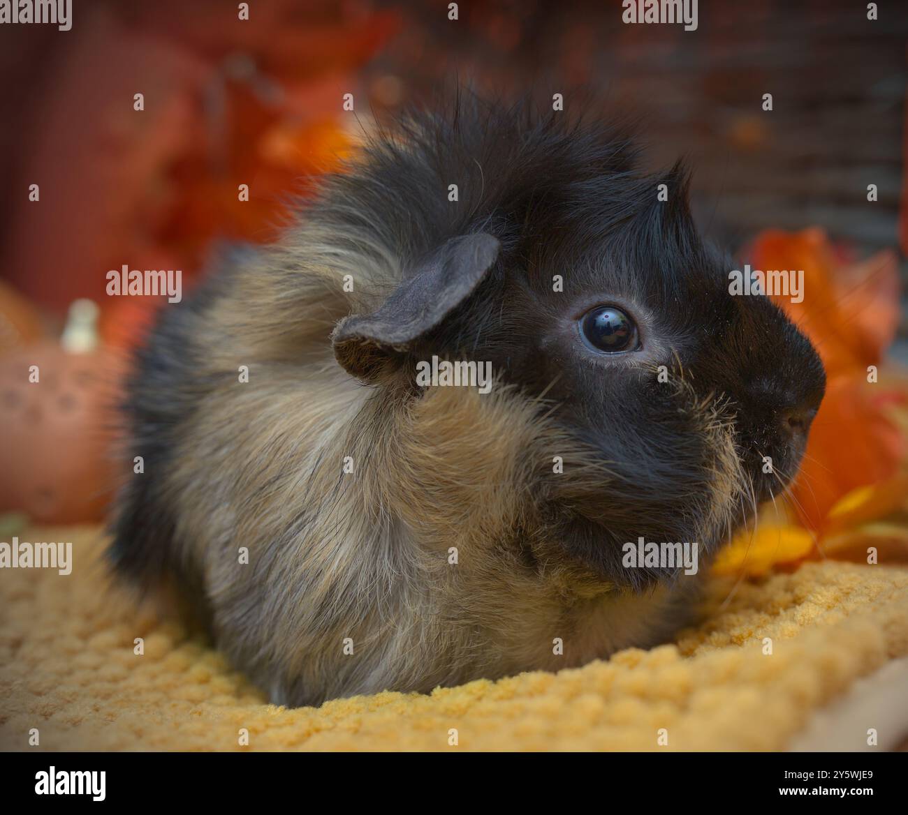 Guinea Pigs at Autumn,Photo set featuring cute lovable guinea pigs ...
