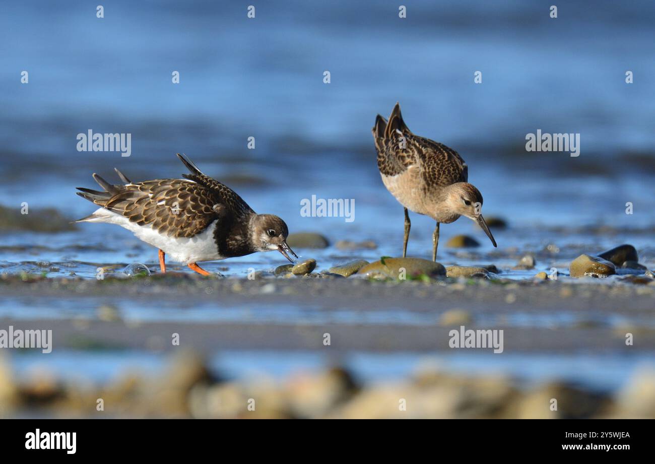 Ruddy turnstone and a ruff Stock Photo - Alamy