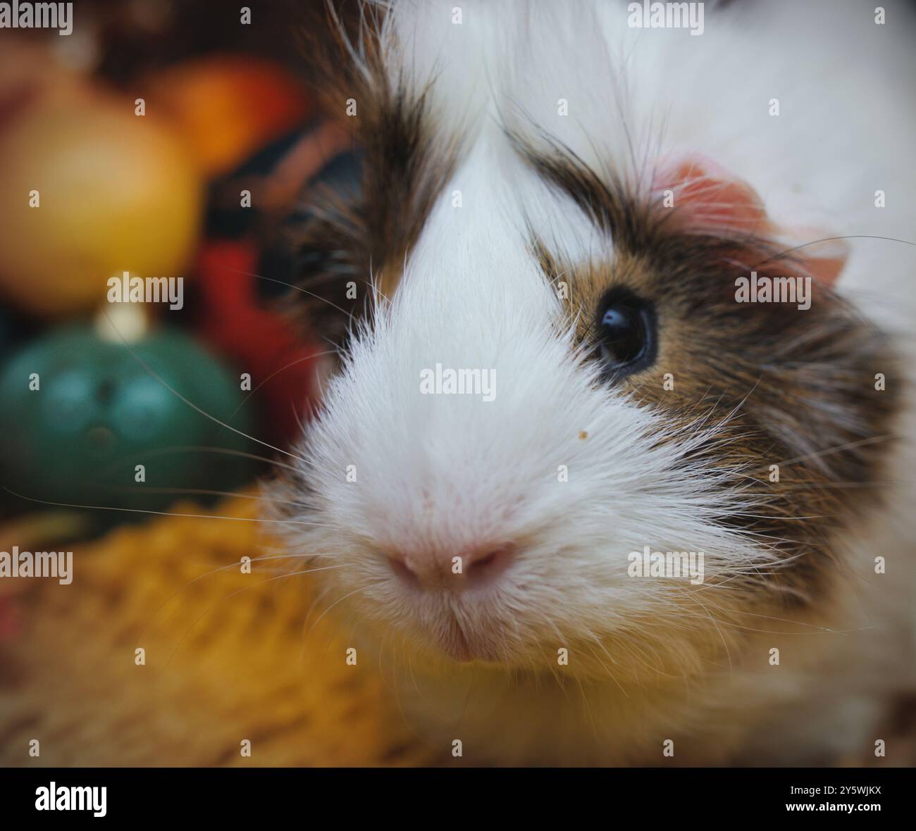 Guinea Pigs at Autumn,Photo set featuring cute lovable guinea pigs ...