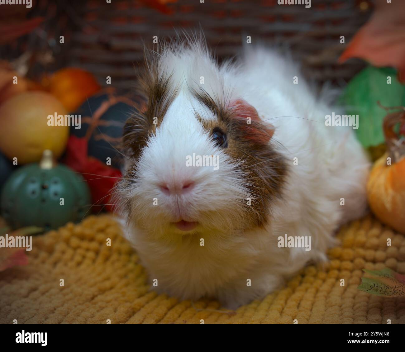 Guinea Pigs at Autumn,Photo set featuring cute lovable guinea pigs ...