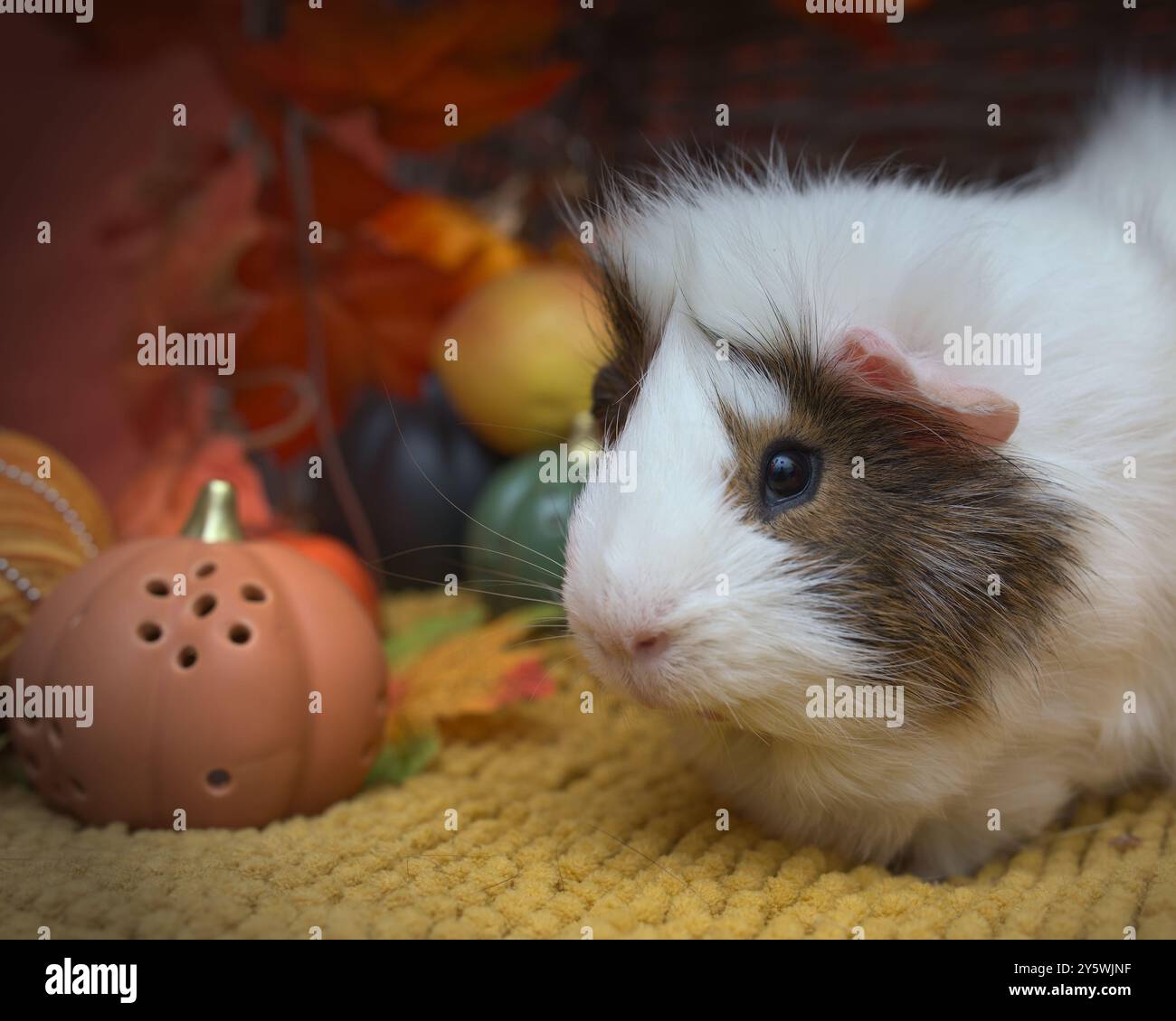 Guinea Pigs at Autumn,Photo set featuring cute lovable guinea pigs ...