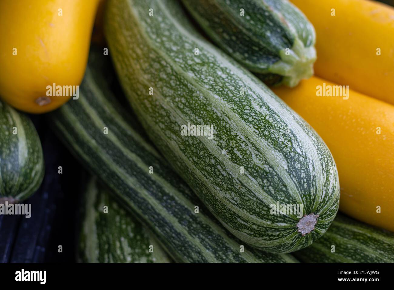 Close-up of striped green zucchini and yellow squash piled together ...