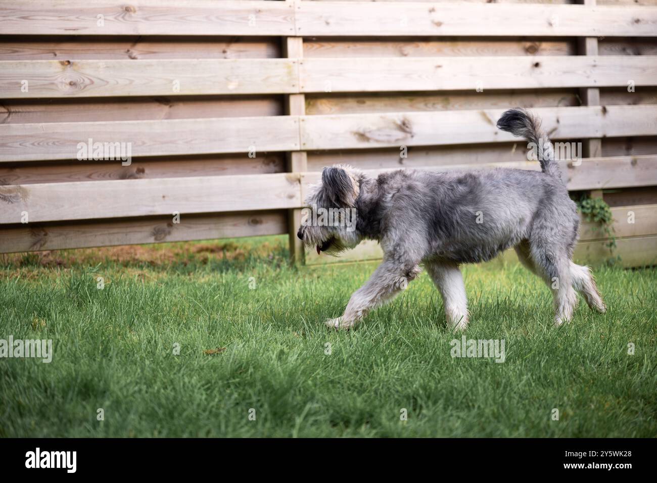 dog without a breed walks in the backyard Stock Photo - Alamy