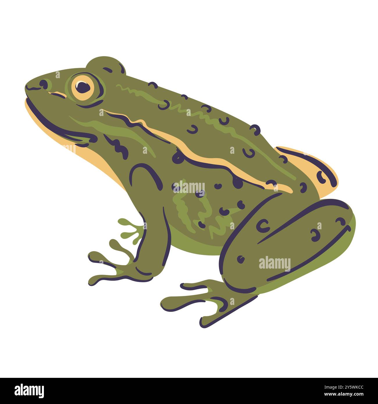 Green European frog with spotted skin. Pelophylax ridibundus on white ...