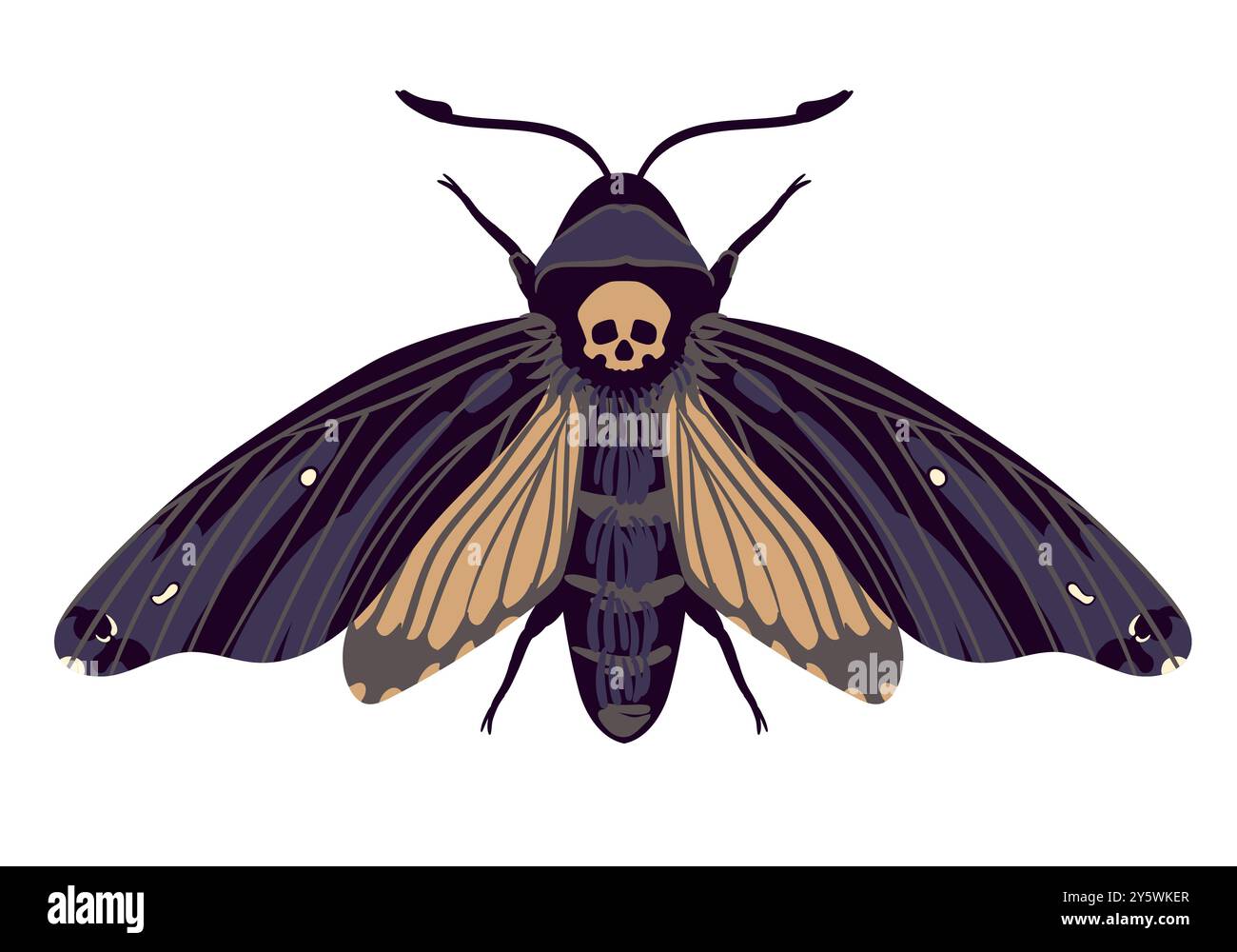 Vector flying butterfly. Hawk moth Dead head . Symbol of mysticism ...