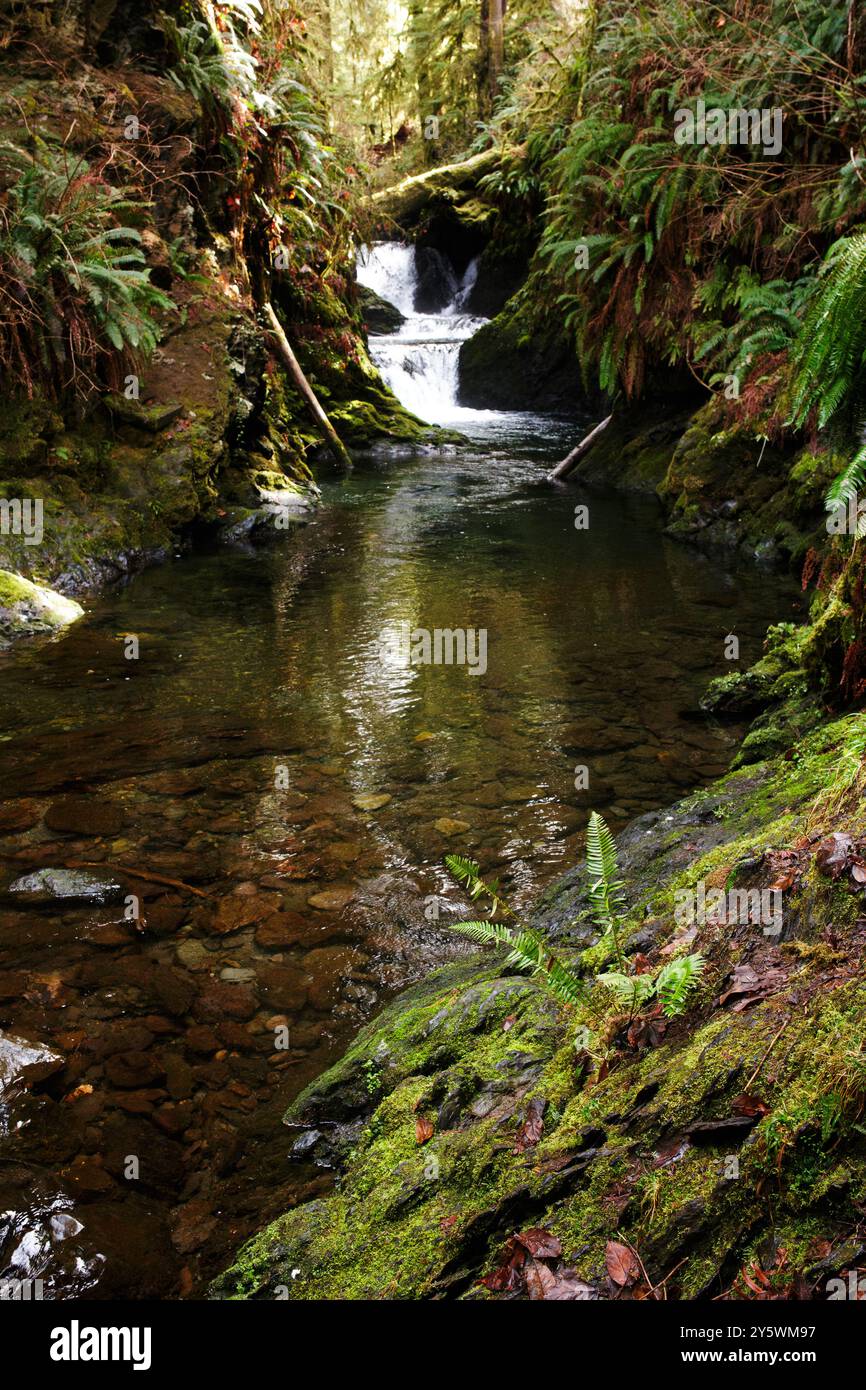 Jungle Waterfall Reflection Olympic National Park Stock Photo - Alamy