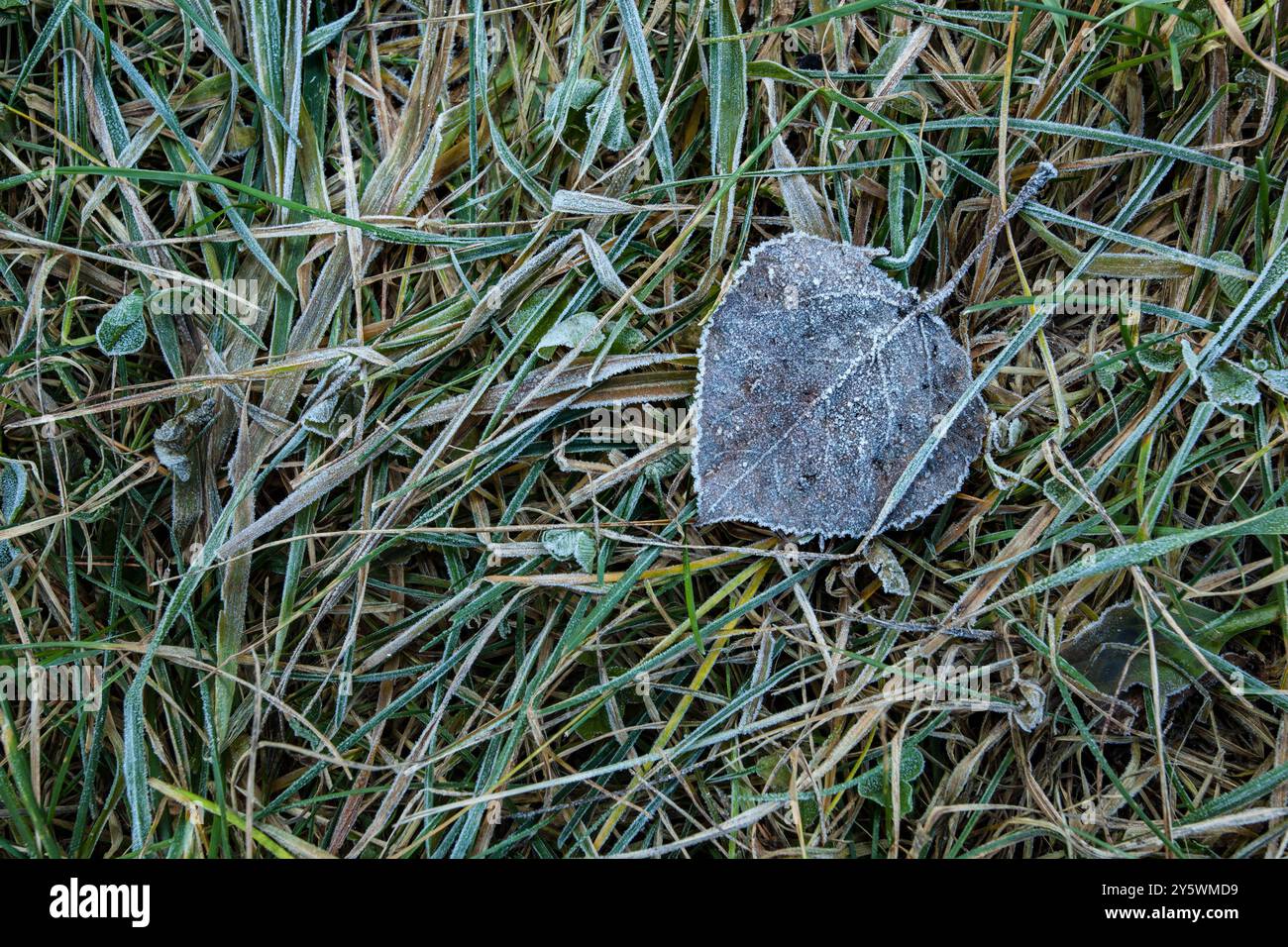 Frost covered dead aspen leaf among frozen blades of grass Stock Photo ...