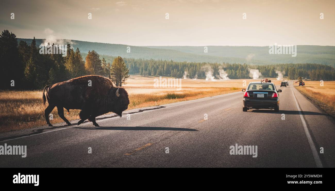 Tourist photographs bison crossing a road in Yellowstone Stock Photo ...