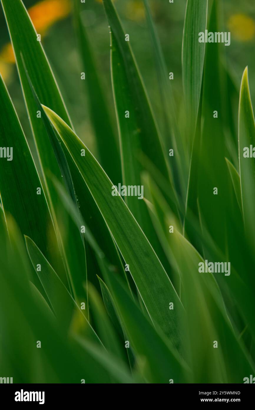 Long green leaves plant hi-res stock photography and images - Alamy
