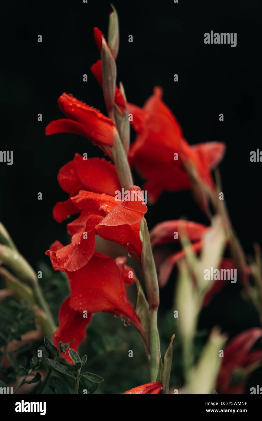 Thin red flower hi-res stock photography and images - Alamy