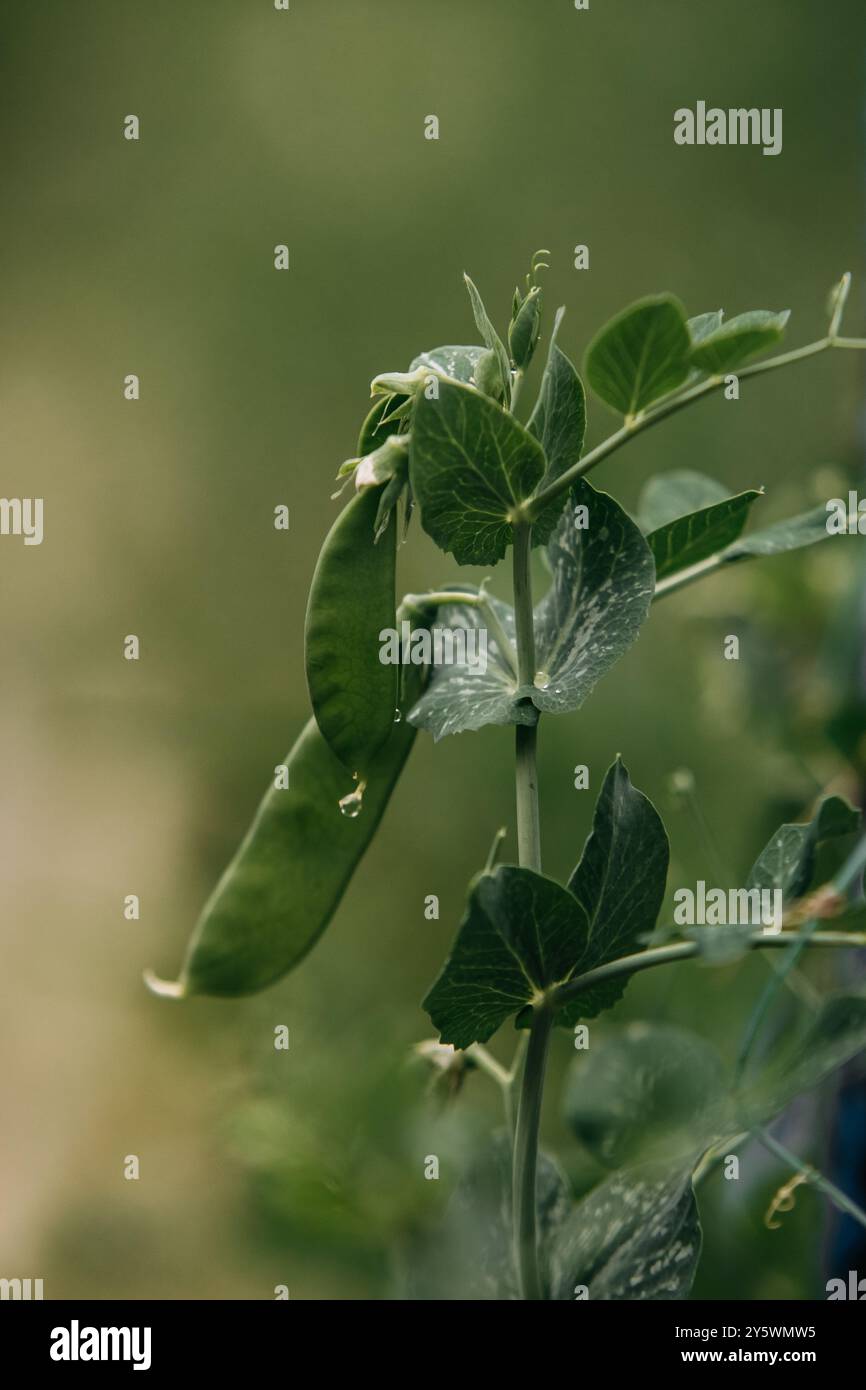 pods of young green beans Stock Photo - Alamy