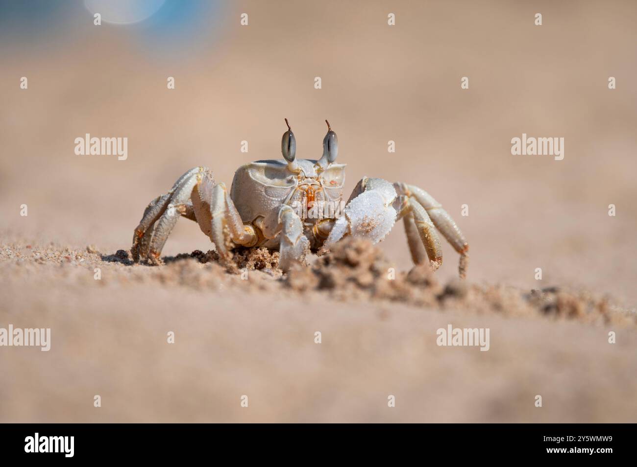 Ocypode saratan during the day on a sandy beach Stock Photo - Alamy