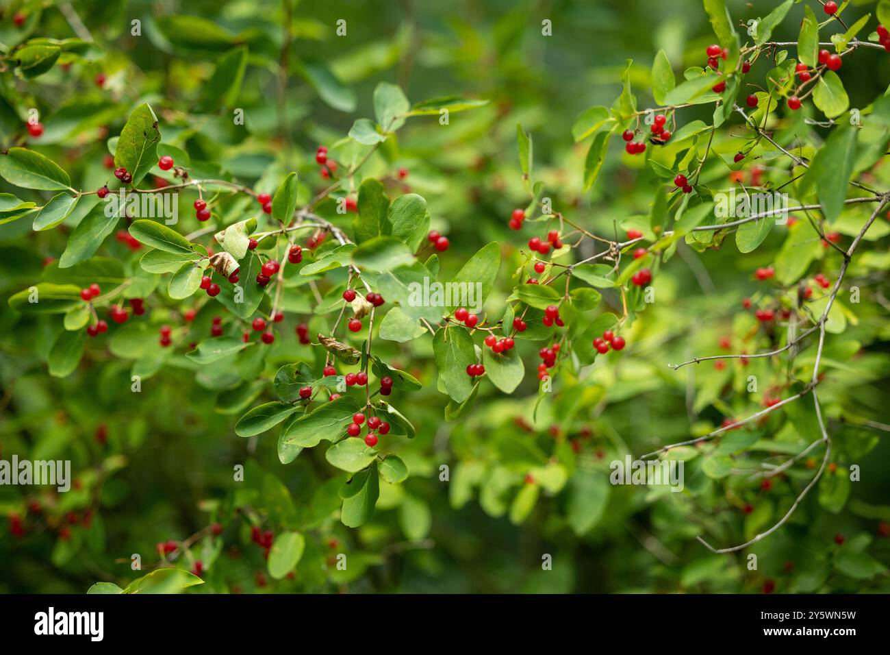 Small red berries on the branches of a bush Stock Photo - Alamy