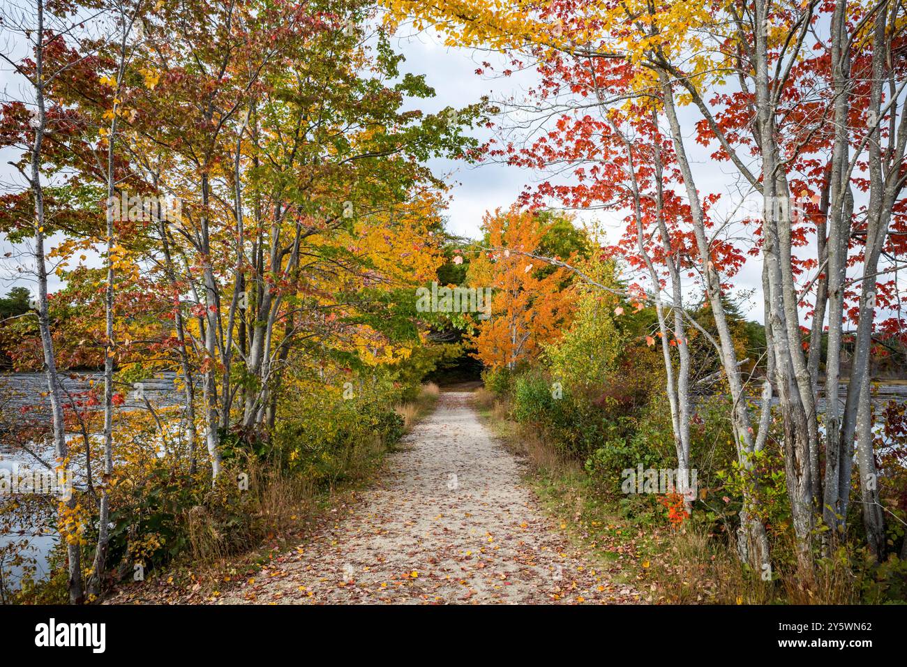 New Hampshire rail trail through autumn maple trees Stock Photo - Alamy