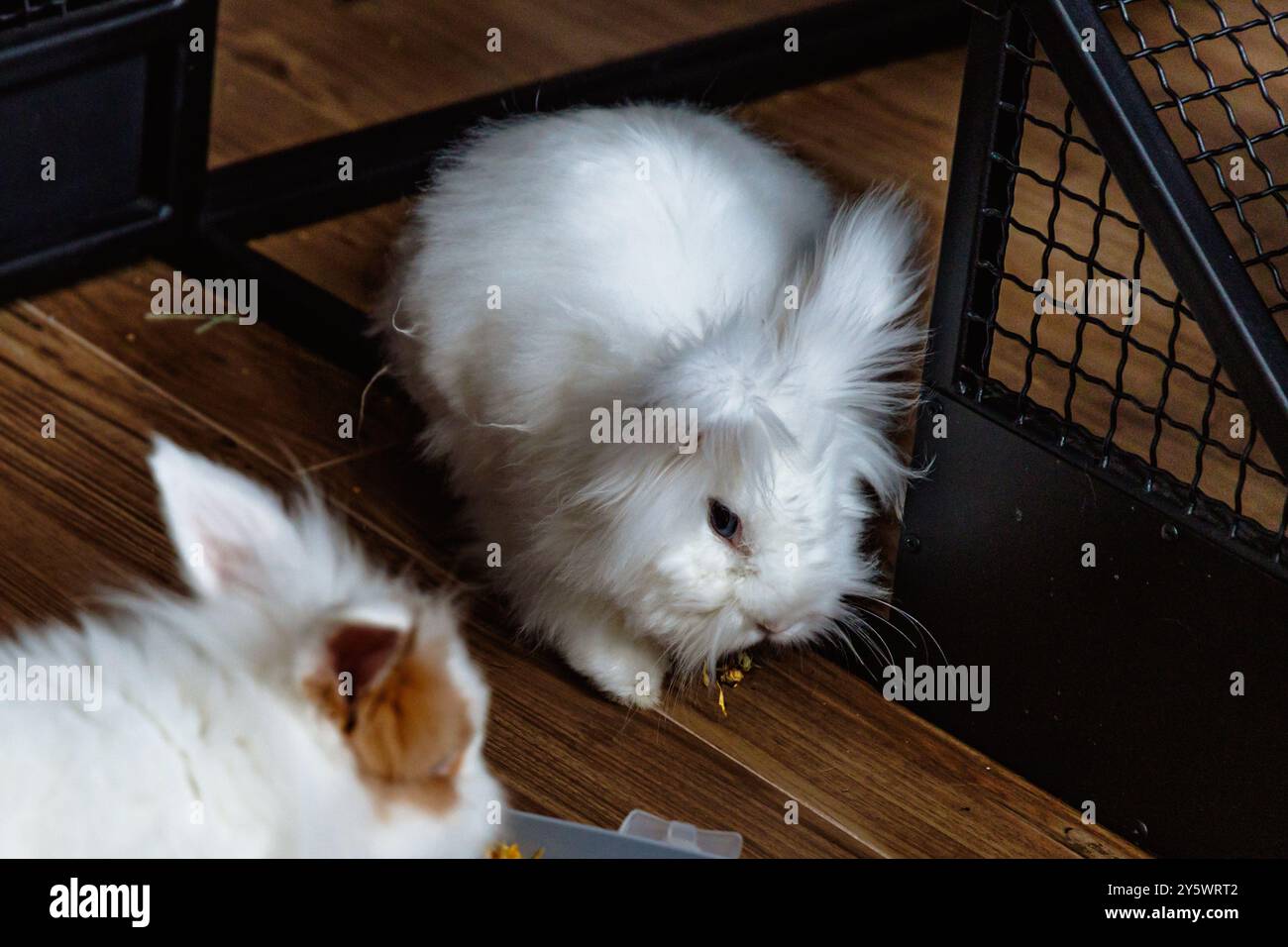 A pair of adorable fluffy rabbits are happily nibbling on food inside a ...