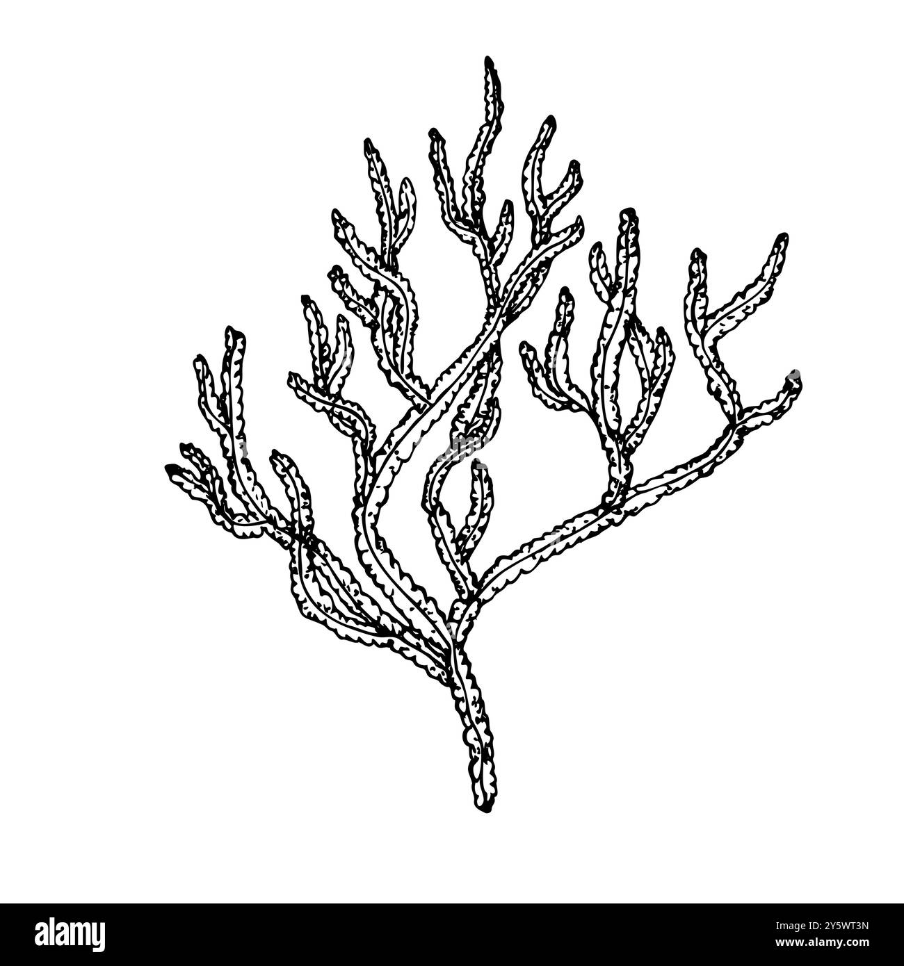 Vector coral. Hand painted line reef sketch. Graphic tropical clip art ...
