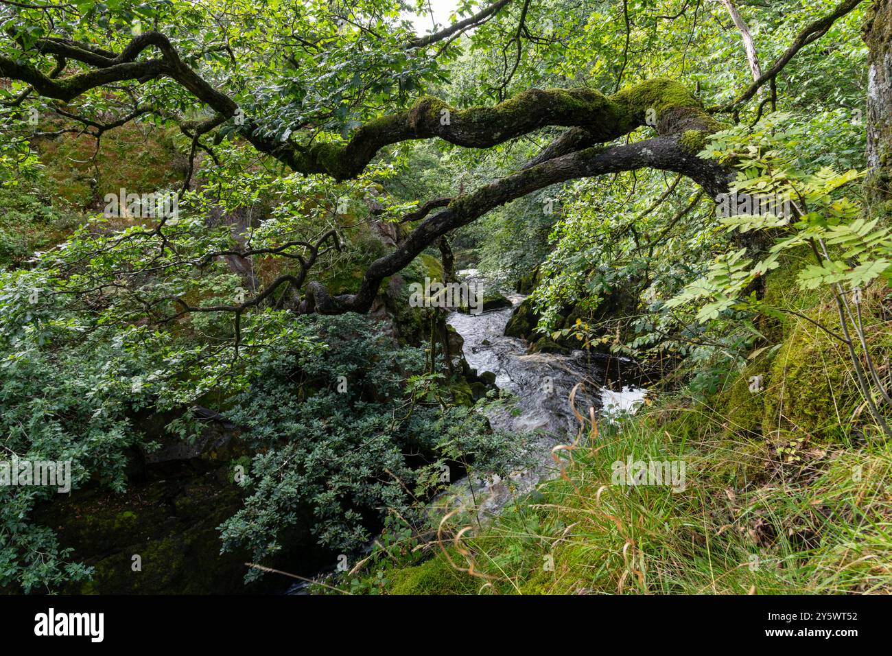 A section of the Ingleton waterfalls walk where the river Doe passes ...