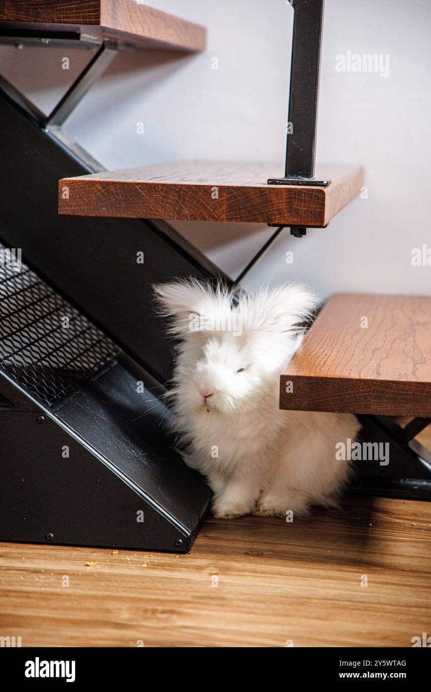 A fluffy white rabbit is sitting quietly underneath a stylish wooden ...