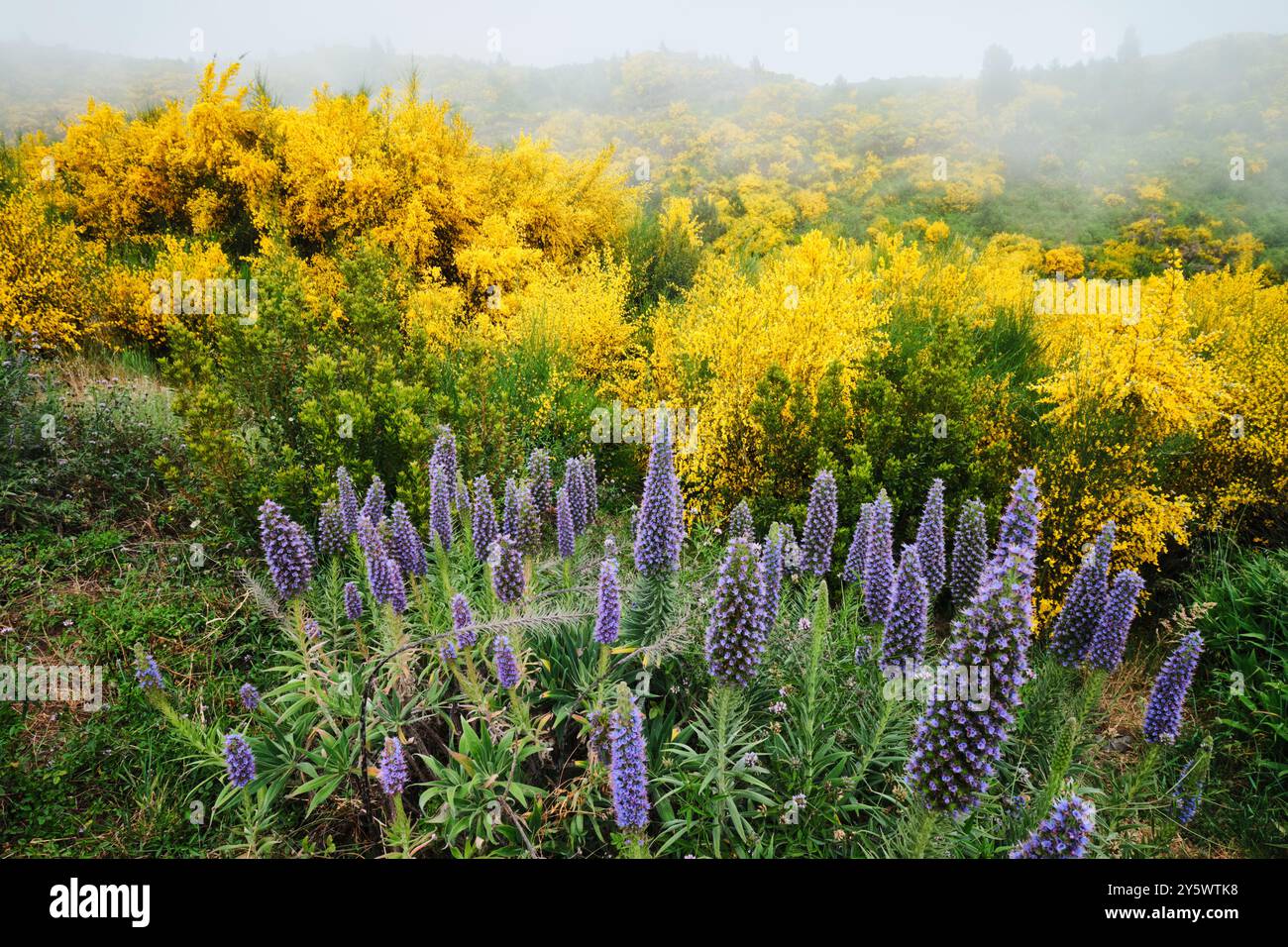 Madeira landscape with Pride of Madeira flowers and blooming Cytisus ...