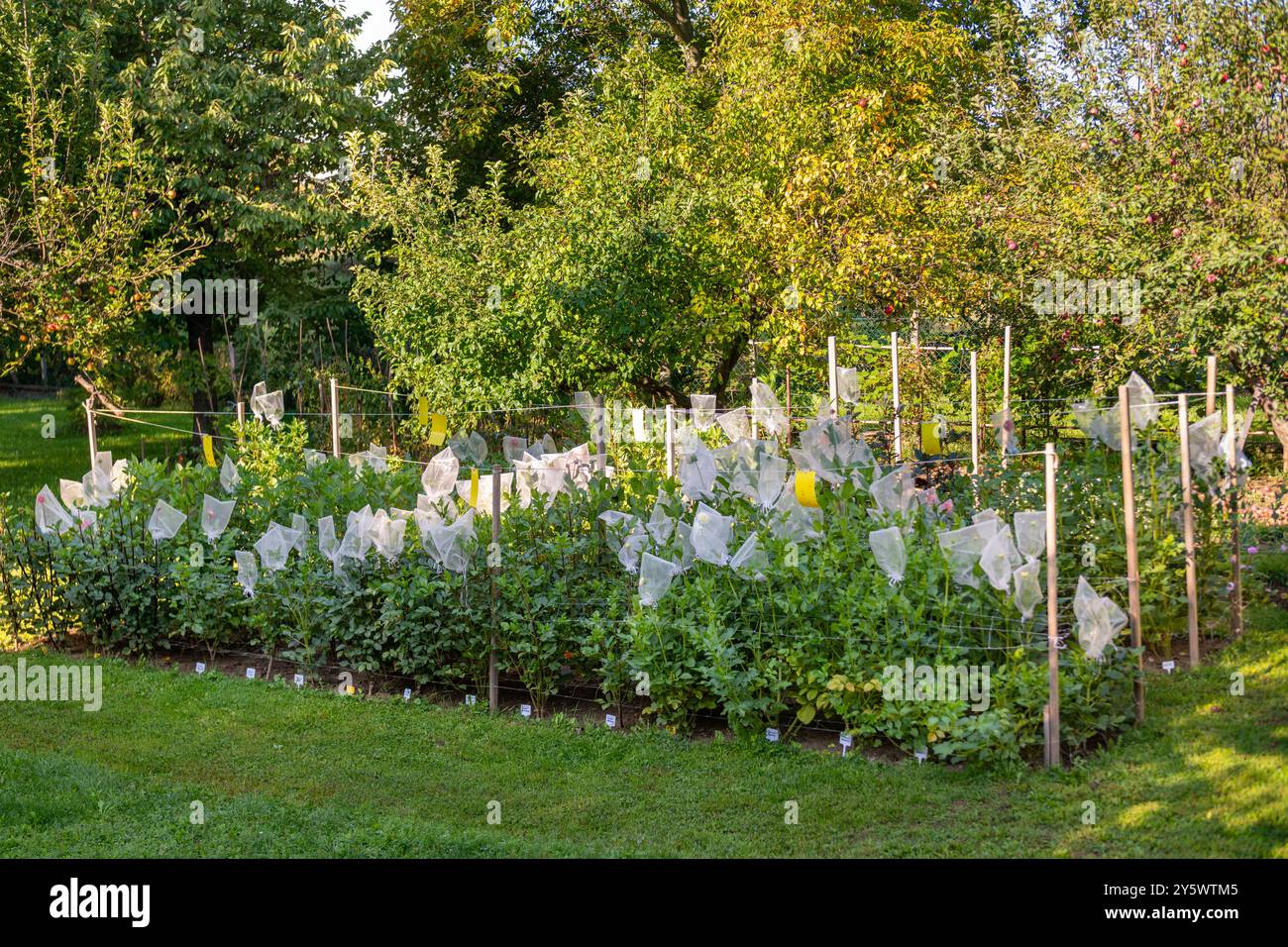 Large dahlia flower bed with organza bags and yellow sticky traps set ...